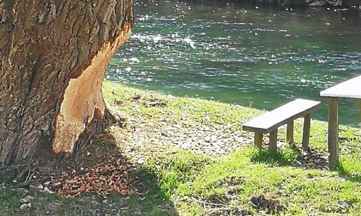 Dabrovi nemilosrdno ogoljuju obale naših rijeka:Zaštićeni zakonom glođu ...