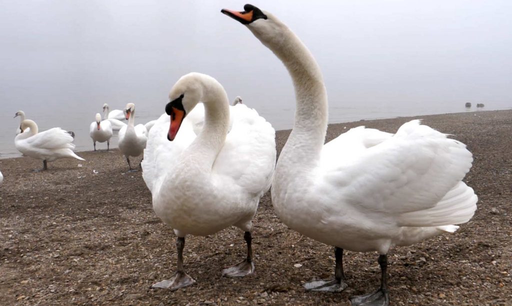 Labuđi raj na karlovačkoj Korani: Pogledajte video koji će vam ...