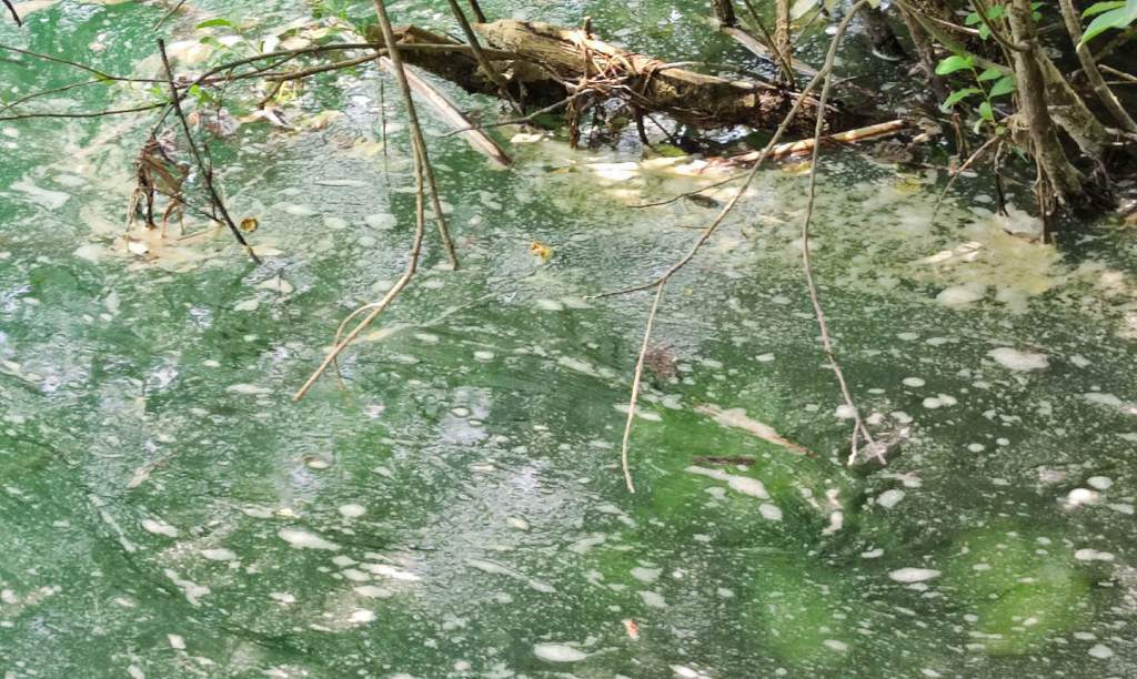 Hrvatske vode: Nismo zaprimili dojave o onečišćenju Mrežnice. To je ...